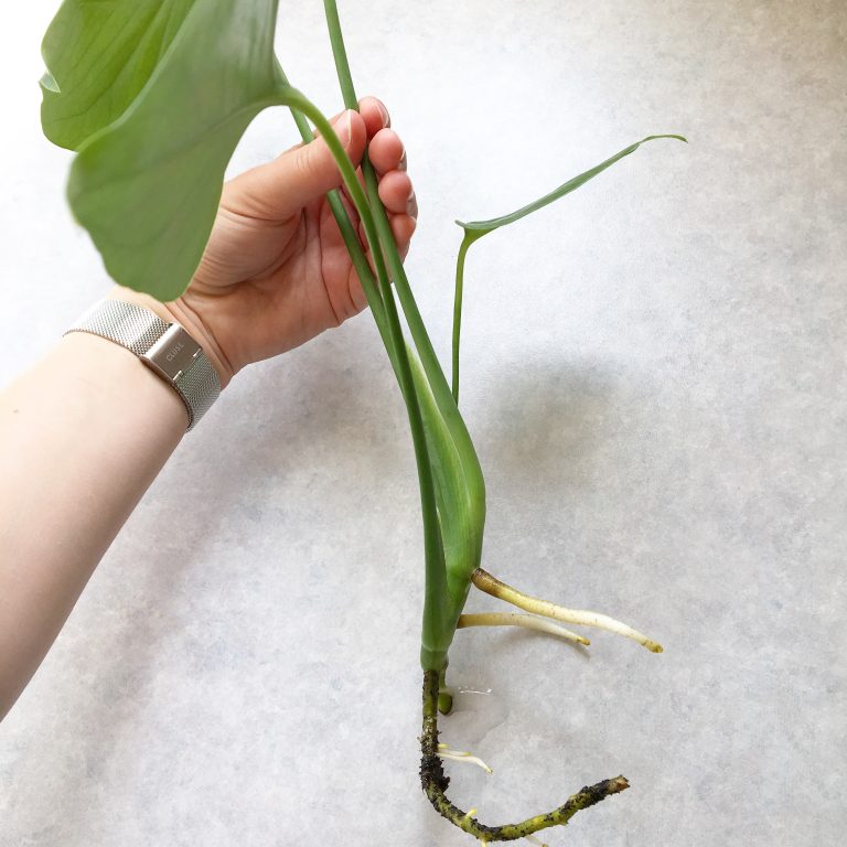 Stek je Monstera - HomebySoph