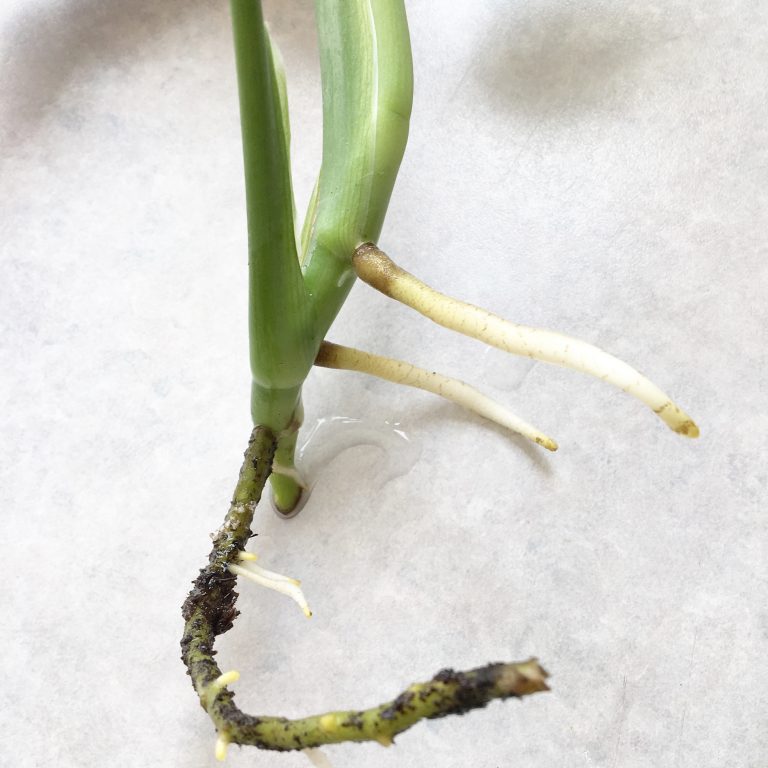 Stek je Monstera - HomebySoph